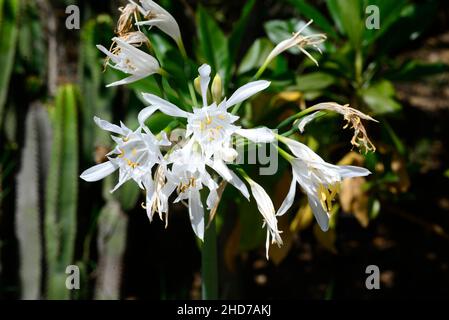 Spanish Daffodil flower Stock Photo - Alamy