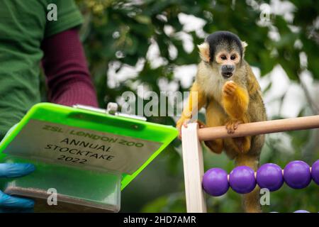 A zoo keeper counts squirrel monkeys during the annual stocktake at ZSL ...