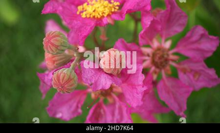 Close-up photos of Lythraceae flower Stock Photo - Alamy