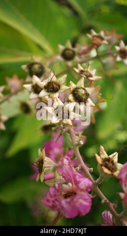 Close-up photos of Lythraceae flower Stock Photo - Alamy