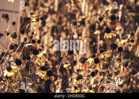 Beautiful faded Black-Eyed Susans flower on a garden and bokeh ...
