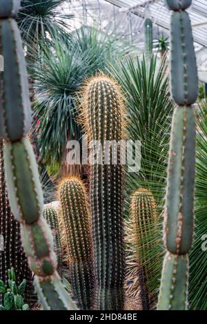 Cacti garden, Princess of Wales Conservatory Kew London UK Stock Photo ...