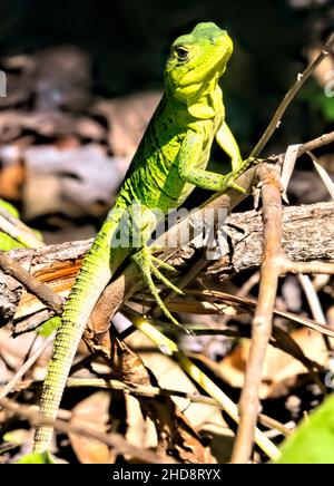 Common basilisk lizard (Basiliscus basiliscus), Rincon de la Vieja ...
