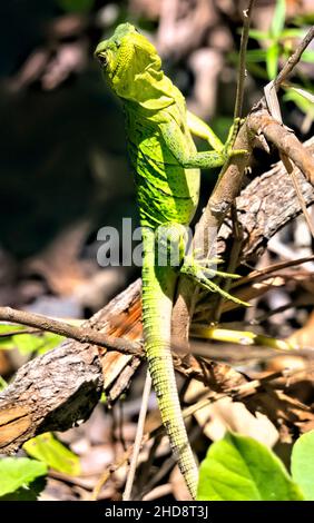Common basilisk lizard (Basiliscus basiliscus), Rincon de la Vieja ...