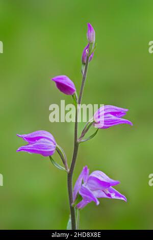 Red helleborine (Cephalanthera rubra), blooming, cutout, Austria Stock ...
