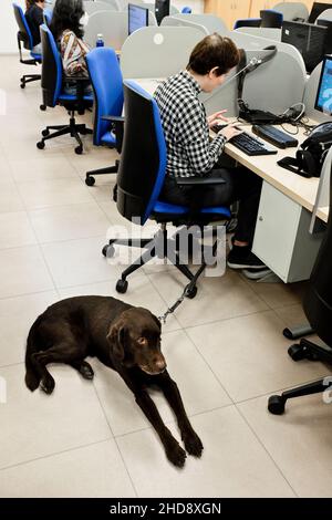 Ilunion Contact Center BPO. Camila, a guide dog, sitting by her owner ...