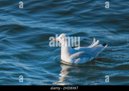 Thayer's gull (Larus thayeri), swimming young bird, side view, USA ...