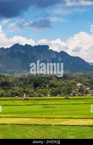 Limestone peaks including 1231m Gunung Buntu Sarira and rice paddies in ...
