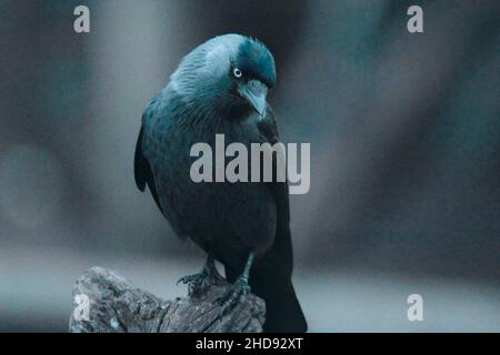 A closeup of the western jackdaw, Coloeus monedula, also known as the ...