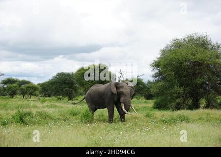 Giant male African Elephant discovered in the Tarangire National Park ...