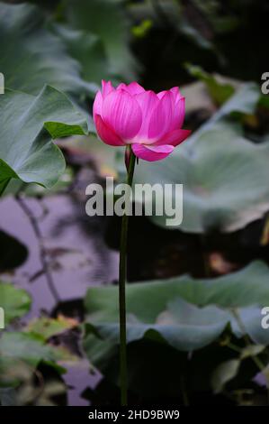 A vertical shot of green lotus leaves in a forest Stock Photo - Alamy