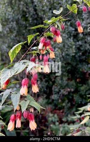 Abutilon x milleri Miller abutilon – pendulous apricot yellow flowers ...