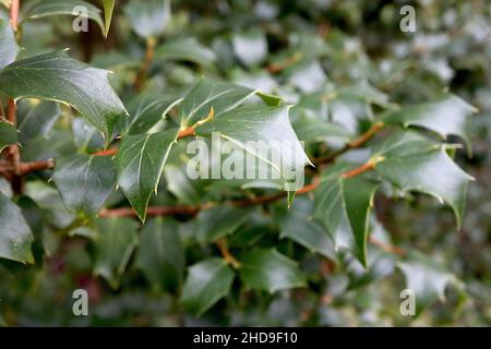 Ilex bioritsensis holly pernyi var veitchii – glossy spiny mid dark ...