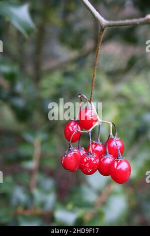 Ilex bioritsensis holly pernyi var veitchii – glossy spiny mid dark ...