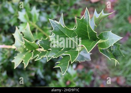 Ilex colchica Black Sea holly – glossy mid green leaves with yellow ...
