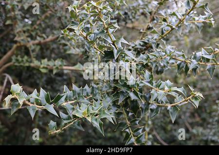 Ilex pernyi ??? Perny’s holly – small mid green triangular spiny leaves ...