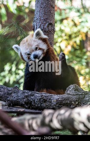 A vertical shot of a red panda in dim color tones Stock Photo - Alamy