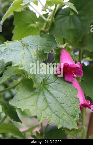 Lophospermum erubescens creeping gloxinia – deep pink trumpet-shaped ...