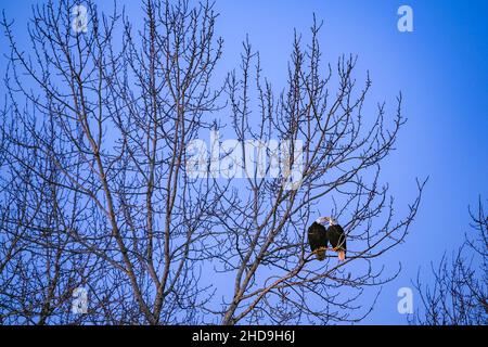 Bald Eagle In A Tree Stock Photo - Alamy