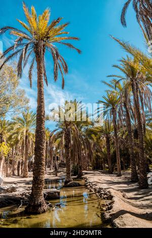 A vertical shot of palm trees on a beach against the blue sea and ...