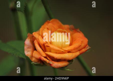 Closeup shot of a beautiful orange rose in a bouquet Stock Photo - Alamy