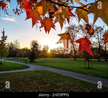 Pointed multicolored autumn maple and sycamore leaves. Close-up. Autumn ...