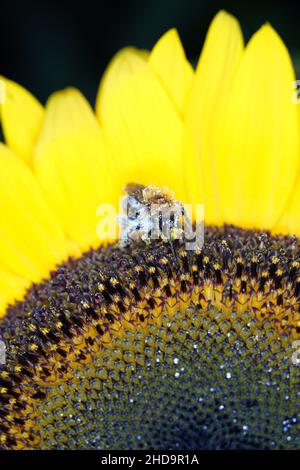 Bees collecting pollen on bright pink red flowering Sedum Stock Photo ...