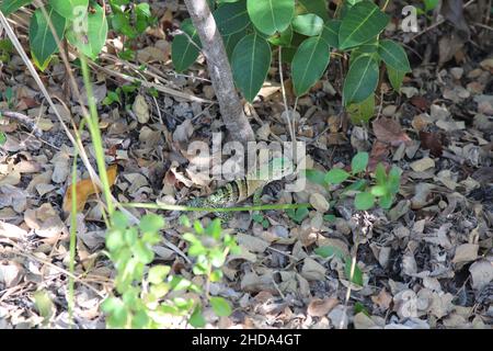 green lizard iguama Stock Photo - Alamy