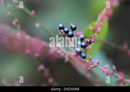 Fruits of Pollia japonica, Komae City, Tokyo, Japan Stock Photo - Alamy