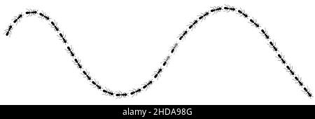 Worker ants trail curve. Ant path isolated in white background. Vector illustration Stock Vector ...