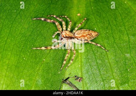 Bronze hopper jumping spider (Helpis minitabunda) eating prey Stock ...