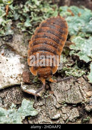 dorsal view of a sow bug, Porcellio laevis, 'dairy cow', cECP 2018 ...
