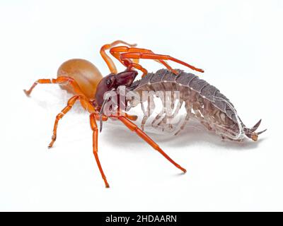 Slater Spider (Dysdera crocata) with prey, England Stock Photo - Alamy