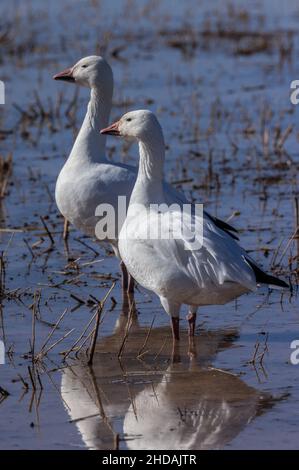 Snow geese, Anser caerulescens, feeding in flooded fields, Rio Grande ...
