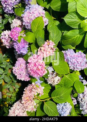 Vertical shot of purple hydrangea flowers on a woven basket isolated on ...