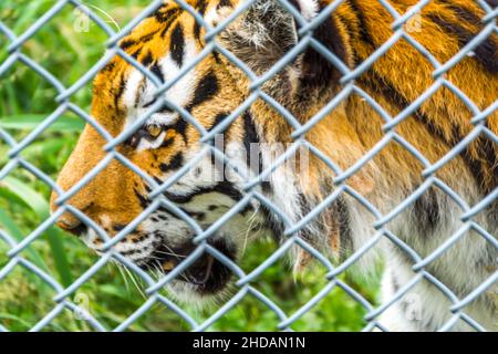 tiger behind bars in a zoo cage Stock Photo - Alamy