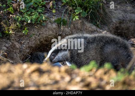 Dachs (Meles meles), Jungtier Stock Photo - Alamy