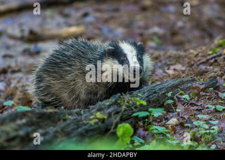Dachs (Meles meles), Jungtier Stock Photo - Alamy