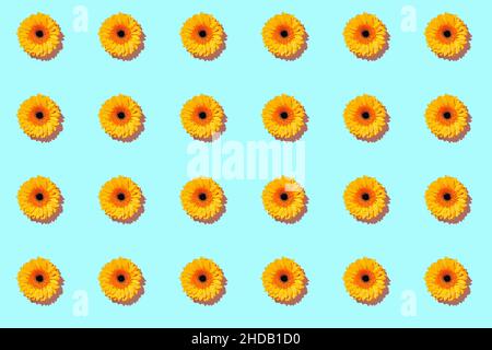 A pattern of gerbera flower on a cyan background. Valentine's Day. The ...