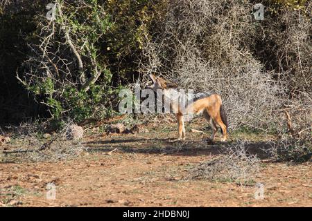 howling black-backed jackal Stock Photo - Alamy