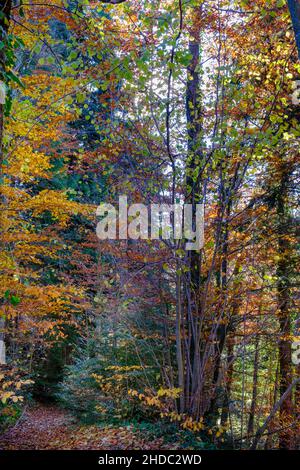 Autumn, forest, deciduous forest, Bad Heilbrunn, Upper Bavaria, Bavaria ...