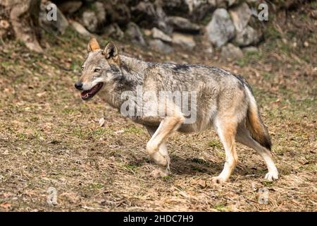Italian wolf (canis lupus italicus) in wildlife center "Uomini e lupi ...