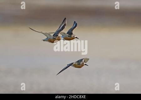 Red knots in flight in their natural enviroment Stock Photo - Alamy
