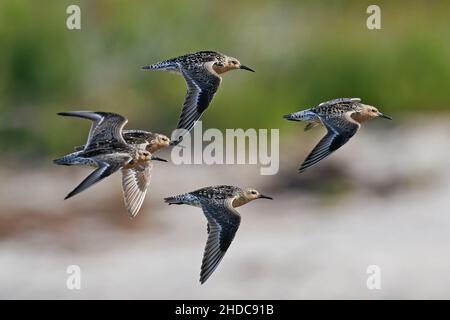 Red knots in flight in their natural enviroment Stock Photo - Alamy