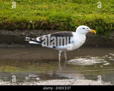Great Black-backed Gull - Mantelmöwe - Larus marinus, Germany, 3rd W ...