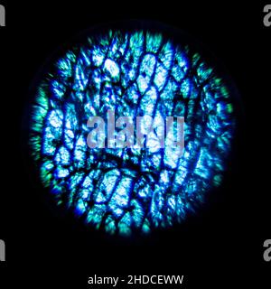 The plant roots under the microscope Stock Photo - Alamy