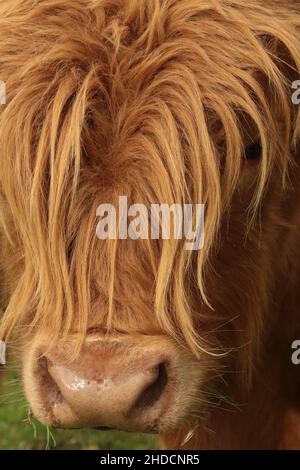 Muckle coo. highland cattle Stock Photo - Alamy