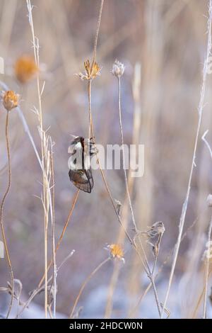 Buck Moth (Hemileuca maia Stock Photo - Alamy