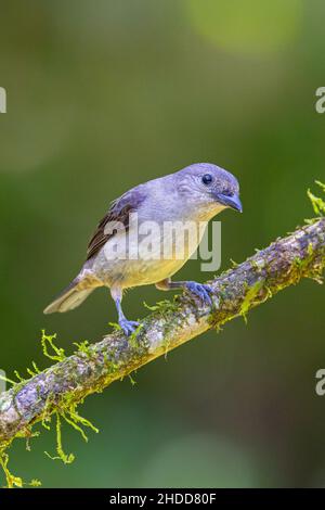 Plain-colored Tanager (Tangara inornata Stock Photo - Alamy