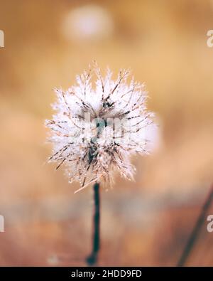 A dandelion flower in the garden with bokeh background Stock Photo - Alamy